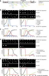Rec8 Phosphorylation By Casein Kinase 1 And Cdc7 Dbf4 Kinase Regulates