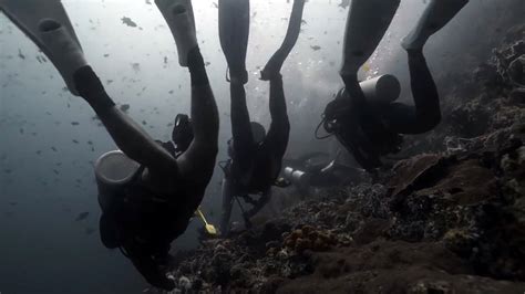 Philippines Shark Attack Leaves 2 Tourists Dead At Dive Site Fox News