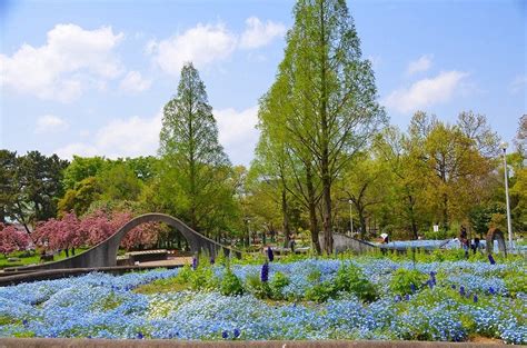 ネモフィラの海で4月11日 nobotan 1451のブログ