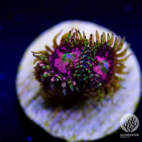 Bigr Space Chaos Zoanthid