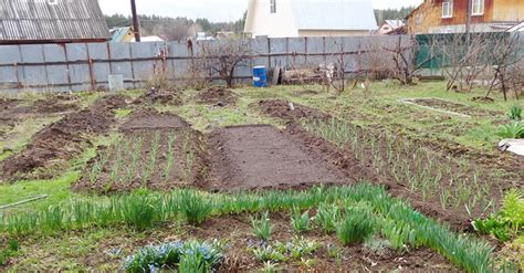Приїхали ми на дачу а там бачимо хтось засадив всю ділянку садовими культурами І ледве ми