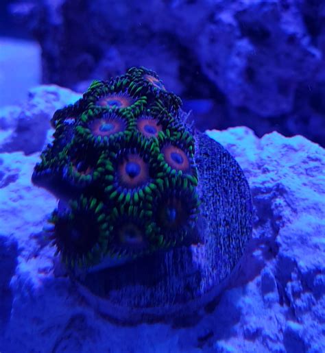 Zoa Id Fruitloop R Reeftank