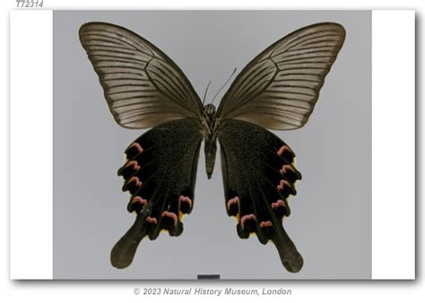 Papilio Dialis Tatsuta Type Specimens