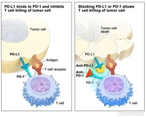 AACR Annual Meeting 2018 Novel Immunotherapy Combinations To Combat