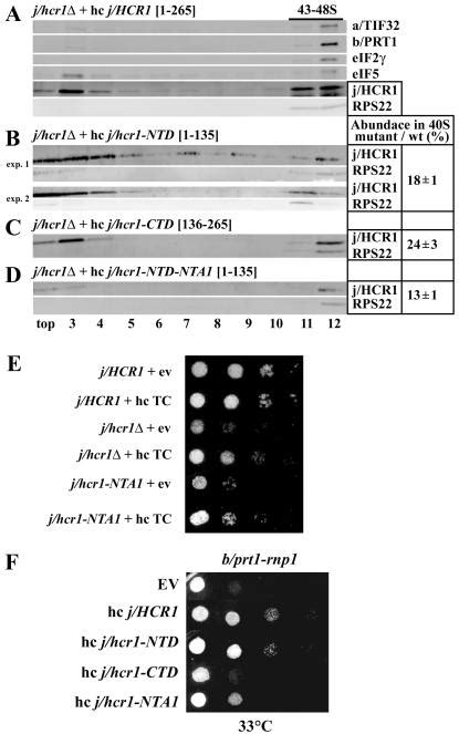 The Indispensable N Terminal Half Of Eif3jhcr1 Cooperates With Its