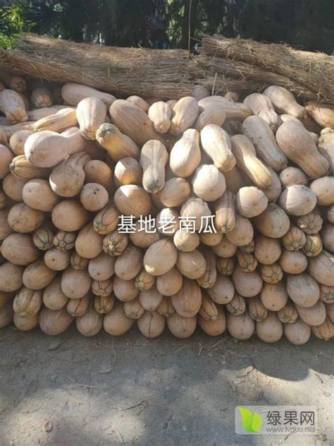 基地蜜本南瓜上市了一手货源质优价廉 南瓜价格行情 蔬菜商情网