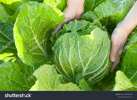 28355 배추 밭 이미지 스톡 사진 및 벡터 Shutterstock