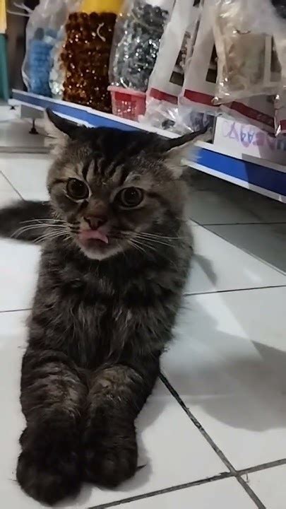 Kuncing Pintar Menjawab Pertanyaan Youtube