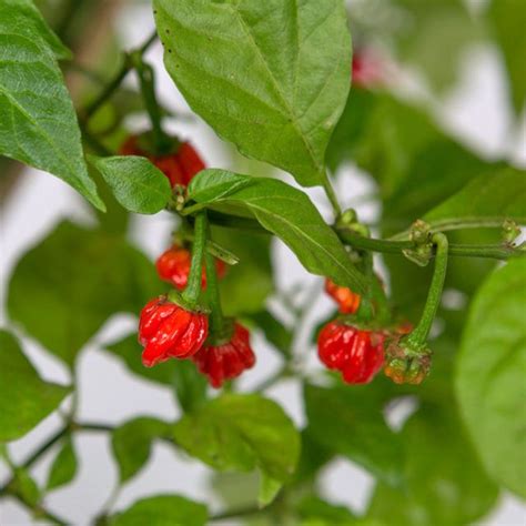 Dragons Breath Pepper 2480000 Scoville Units Unofficial Grown By