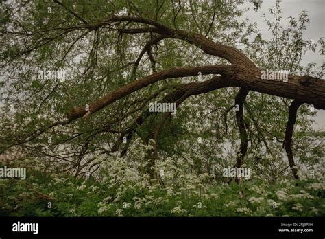 A Majestic Tree Towers Over A Field Of Vibrant Flowers Illuminated By A Cloudy Sky Stock Photo
