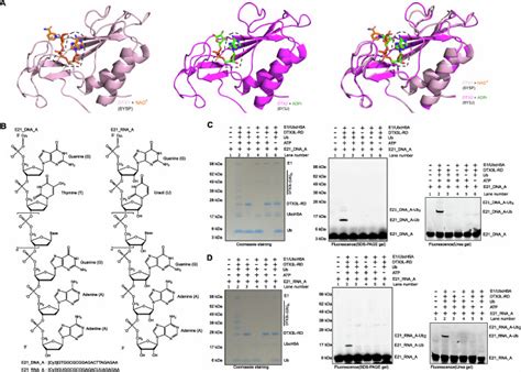 Ubiquitylation Of Nucleic Acids By Deltex Ubiquitin E3 Ligase Dtx3l Pmc