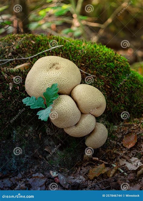 Groep Van  Scleroderma Citrinum Paddenstoelen Ook Bekend Als De