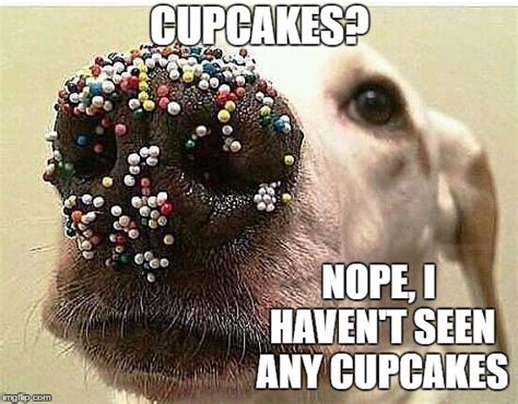 Cuppy Cake Memes