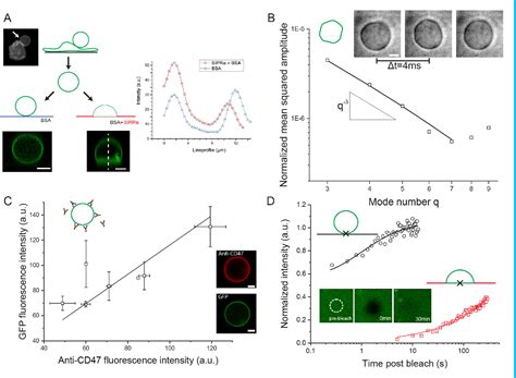 Figure 1 From Membrane Fluctuations And Acidosis Regulate Cooperative