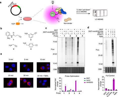 Spatiotemporal Resolved Protein Networks Profiling With Photoactivation Dependent Proximity