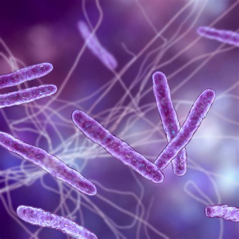 Bacillus Coagulans Huro Biotech