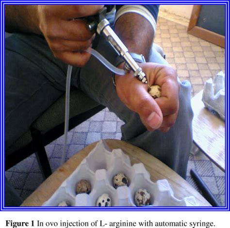 Effect Of In Ovo Injection With L Arginine On Productive And Physiological Traits Of Japanese Quail