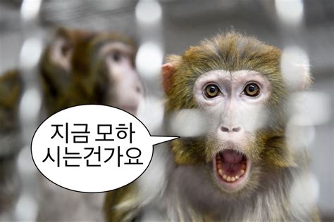원숭이 짤12 재미있는 이모티콘 웃긴 밈 재미있는 
