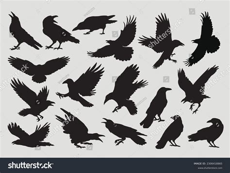 Raven And Crow Silhouette Vector Set Design Royalty Free Stock Vector Avopix