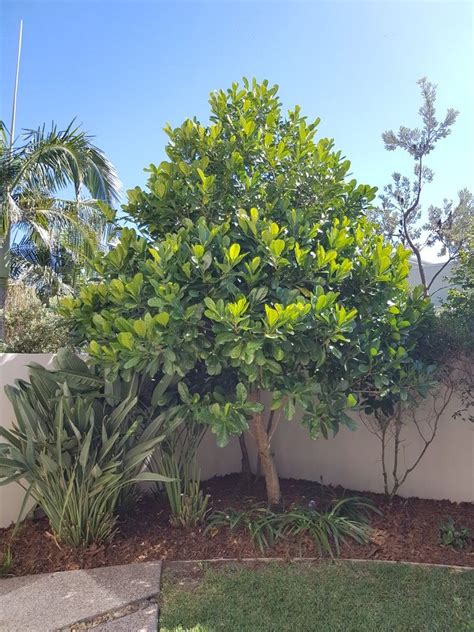 Best Trees To Grow In Brisbane At Amelie Woolley Blog