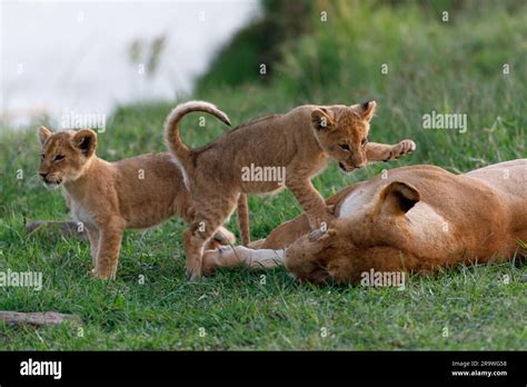 A Lion Cub Smacks His Sleeping Mother Masai Mara Kenya Funny Images