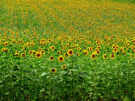 Fondo De Campo De Girasoles Foto Premium
