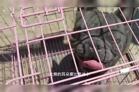 还有人对这两种犬，傻傻分不清楚