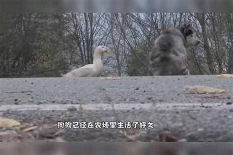 超越物种的友谊，农场的鸭子和狗狗是好朋友，寸步不离鸭子狗狗好朋友