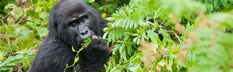 Gorilla Tracking Rwanda An Exciting Guide To Track Gorillas