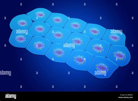 Simple Squamous Epithelium Hi Res Stock Photography And Images Alamy