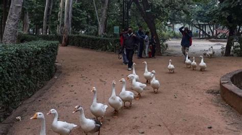 Chickens Ducks To Be Culled As Jharkhand Reports Bird Flu Outbreak
