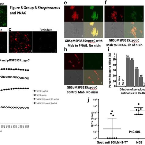 Group B Streptococcus Gbs And Pnag A C Detection Of Pnag