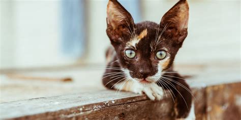 Stray Cats Tortoise Shell