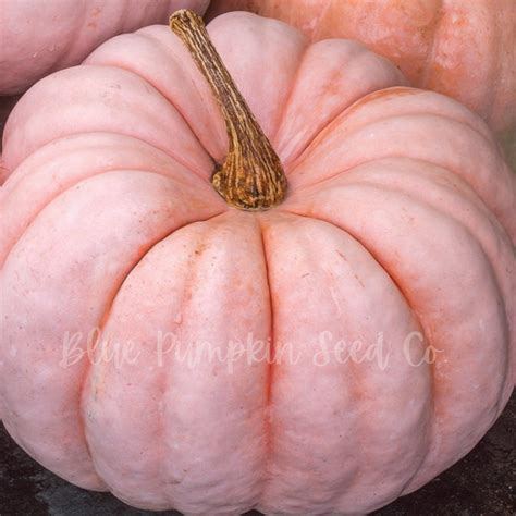 Porcelain Princess Pumpkin Seeds F1cmaxima Miniature Porcelain