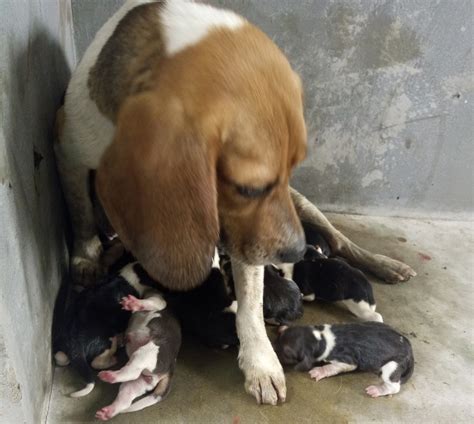 实验动物动物饲料垫料 湖北逸挚诚生物科技有限公司