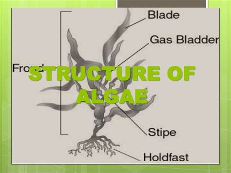 Anatomy Of Algae