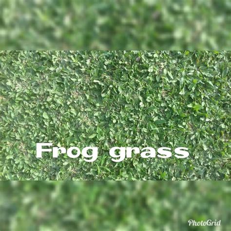 Carabao Grass Frog Grass Blue Grass Barakitid Grass Furniture
