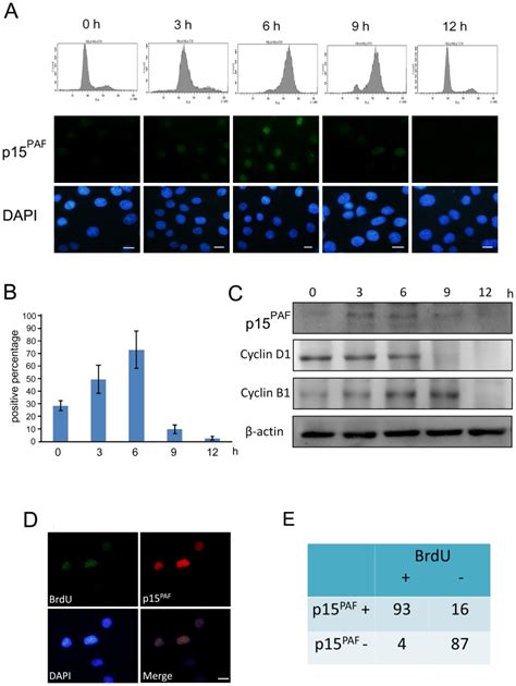 A Hela Cells Were Synchronized At G1s Boundary By Download