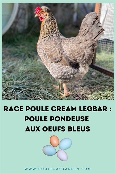 Poule Cream Legbar Pondeuse Aux Oeufs Bleus Poules Au Jardin