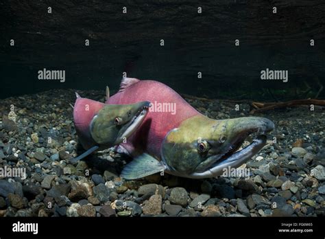 Jack And Normal Male Sockeye Salmon Oncorhynchus Nerka In An Alaskan