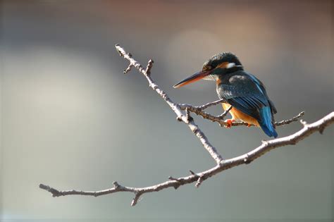 Common Kingfisher Birds Branches Hd Wallpaper Rare Gallery