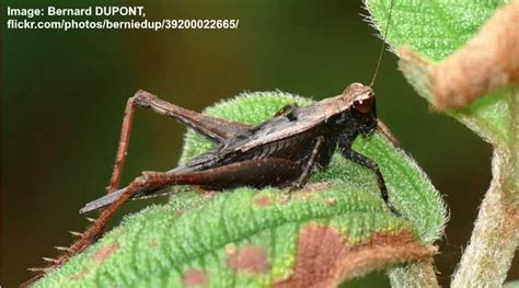 Grasshopper Look Alikes Katydids Crickets Locusts Identification Guide