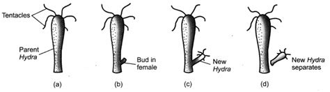 How Do Organisms Reproduce Class Extra Questions With Answers Science Chapter MCQ Questions