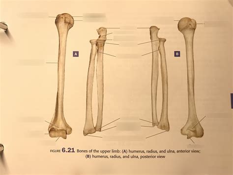 Upper Limbs Diagram Quizlet