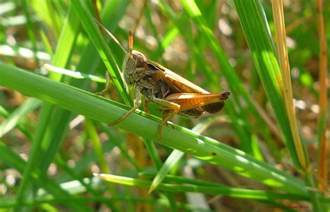 Grasshopper Free Stock Photo Public Domain Pictures