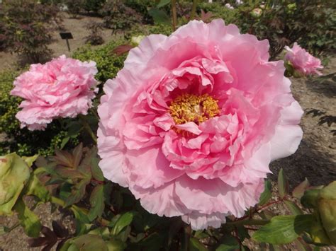 見頃情報 あいち健康の森 薬草園