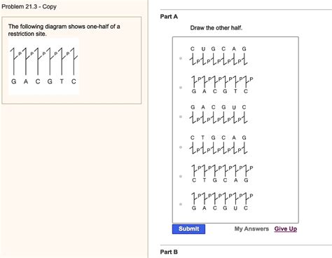 solved the following diagram shows one half of a restriction site