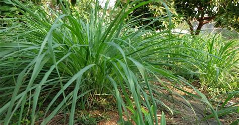 Lemongrass Care Cymbopogon Giy Plants