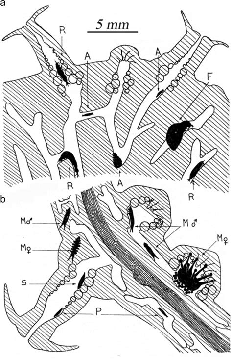 Schematic Longitudinal Section Of Octocorals With Lamippid Species In