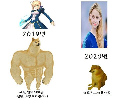 펨코 시바견 밈 Jpeg 유머 움짤 이슈 에펨코리아
